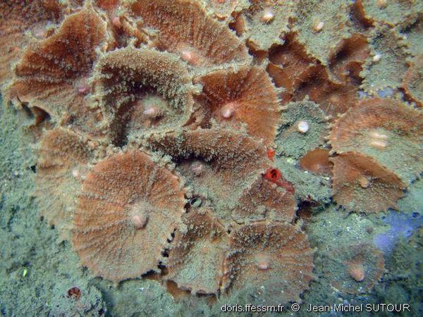 Discosoma neglecta | DORIS