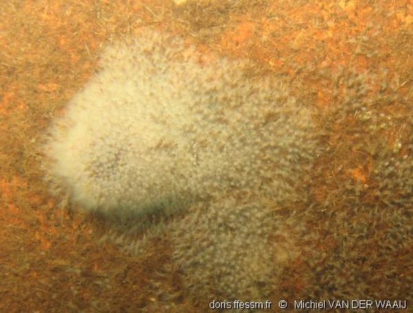 Plumatella fungosa | DORIS