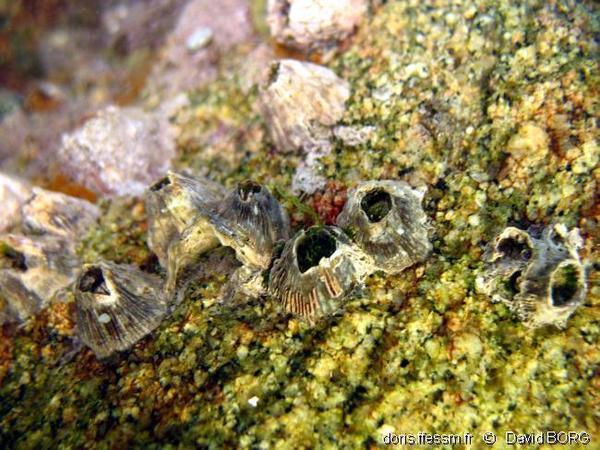 Perforatus perforatus | DORIS