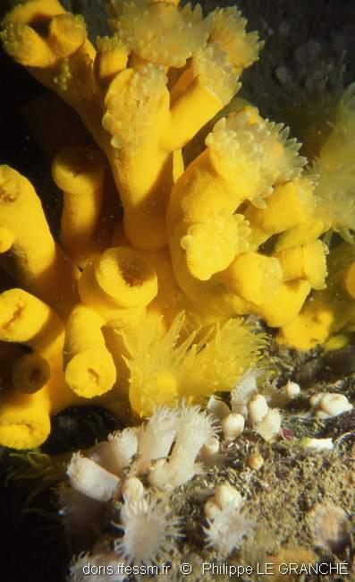 Dendrophyllia cornigera | DORIS