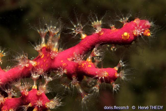 Alcyonium coralloides | DORIS