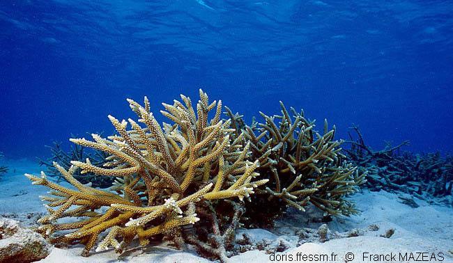 Acropora cervicornis | DORIS