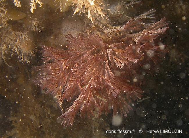 Bugula neritina | DORIS