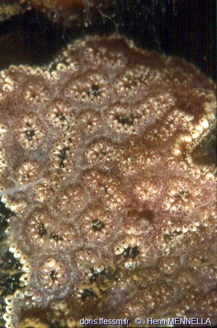 Botrylloides spp. (leachii, violaceus, diegensis) | DORIS