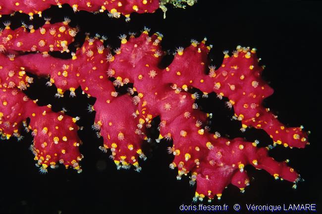 Alcyonium coralloides | DORIS