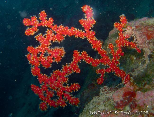 Alcyonium coralloides | DORIS