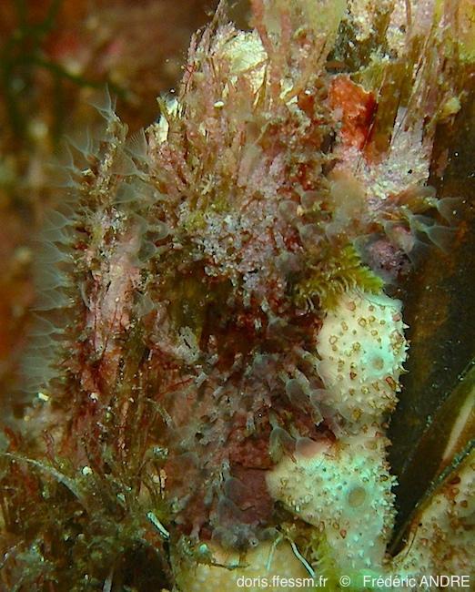 Pherusella tubulosa | DORIS