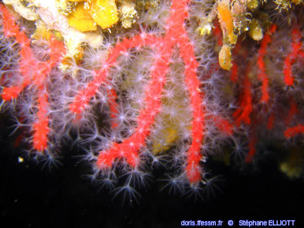 Corallium rubrum | DORIS