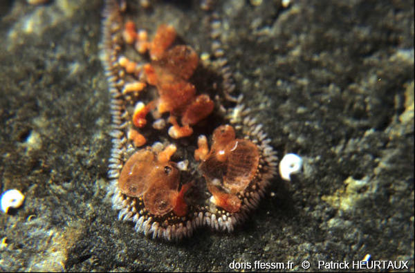 Botrylloides spp. (leachii, violaceus, diegensis) | DORIS