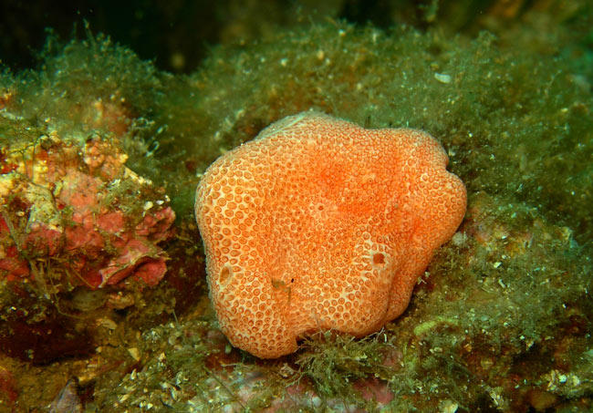 Didemnum commune | DORIS