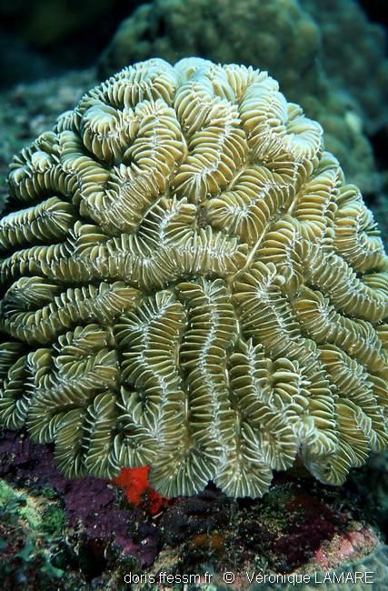 Meandrina meandrites | DORIS