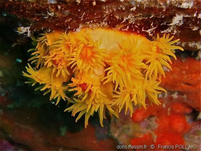 Tubastraea coccinea | DORIS
