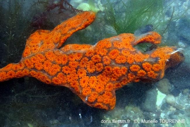 Botryllus schlosseri | DORIS