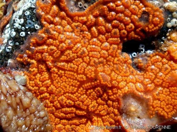 Botrylloides spp. (leachii, violaceus, diegensis) | DORIS