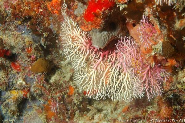 Stylaster roseus | DORIS