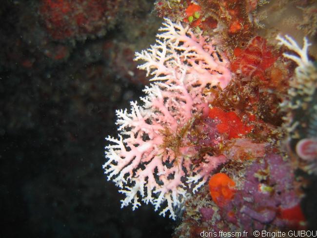 Stylaster roseus | DORIS