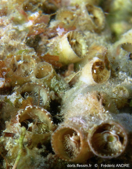 Vermetus triquetrus | DORIS