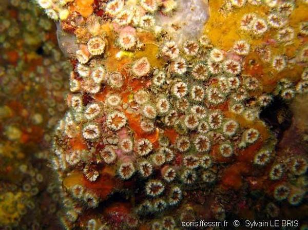 Polycyathus muellerae | DORIS