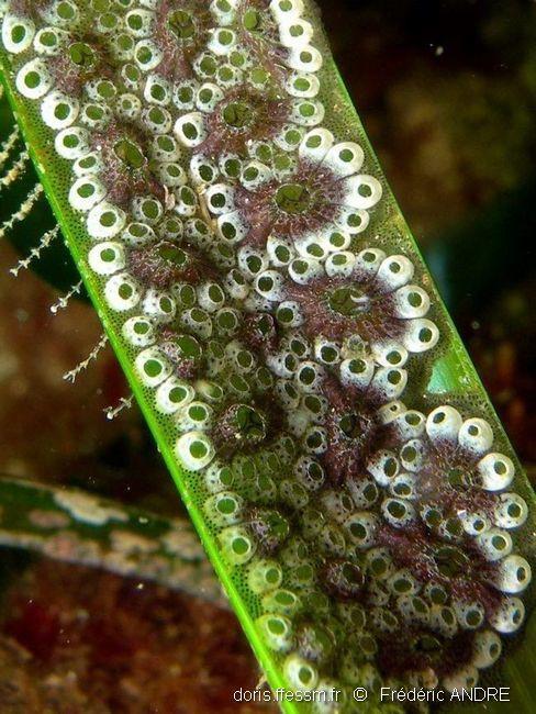 Botryllus schlosseri | DORIS