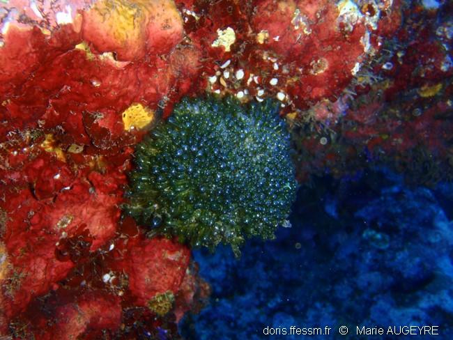 Valonia utricularis | DORIS