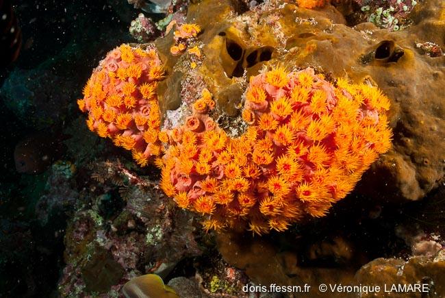 Tubastraea coccinea | DORIS