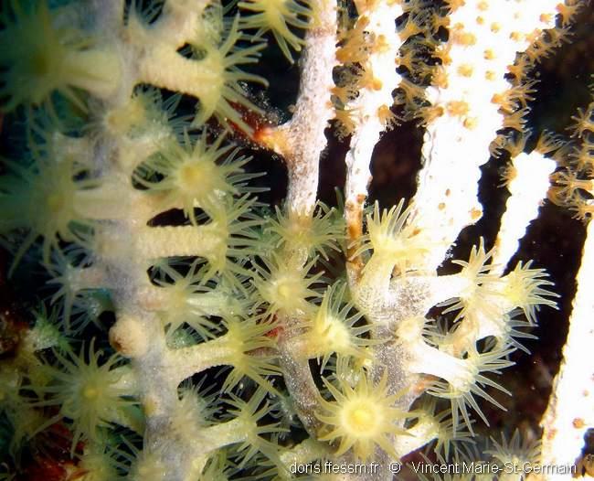 Savalia savaglia | DORIS