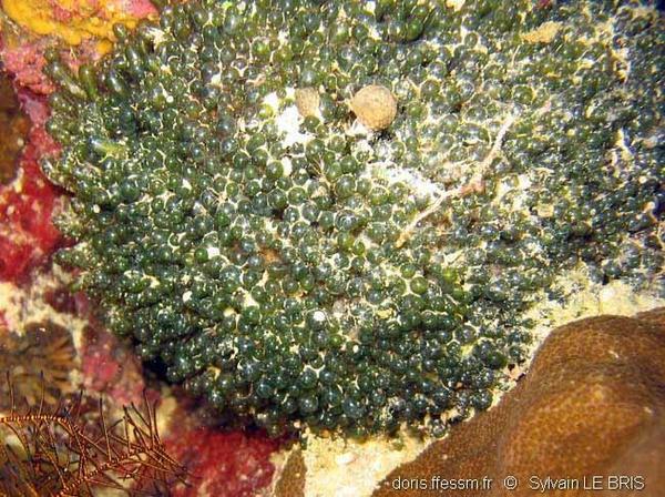 Valonia utricularis | DORIS