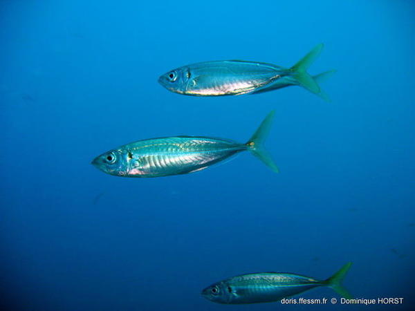 Trachurus mediterraneus | DORIS