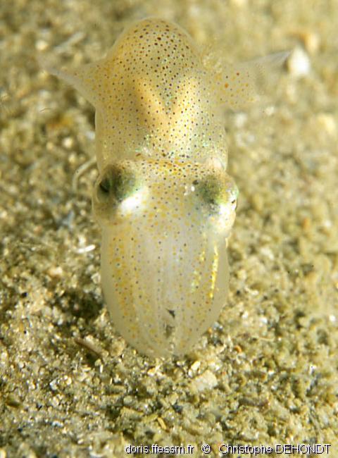 Sepiola atlantica | DORIS