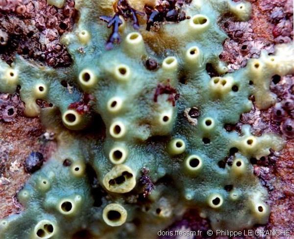 Halichondria (Halichondria) panicea | DORIS