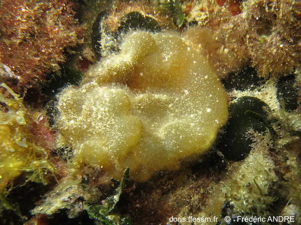 Colpomenia sinuosa | DORIS