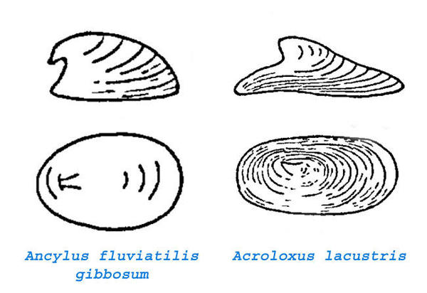 Ancylus fluviatilis | DORIS