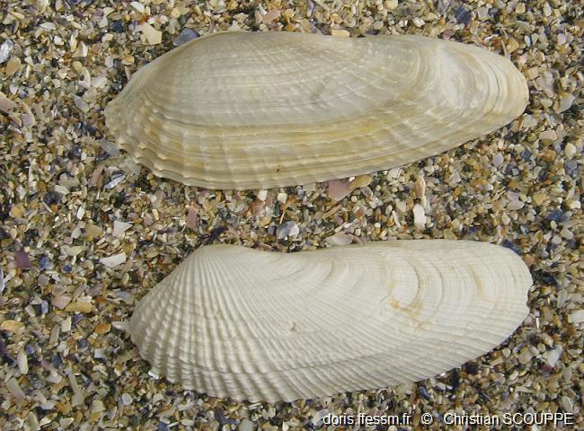 Petricolaria pholadiformis | DORIS