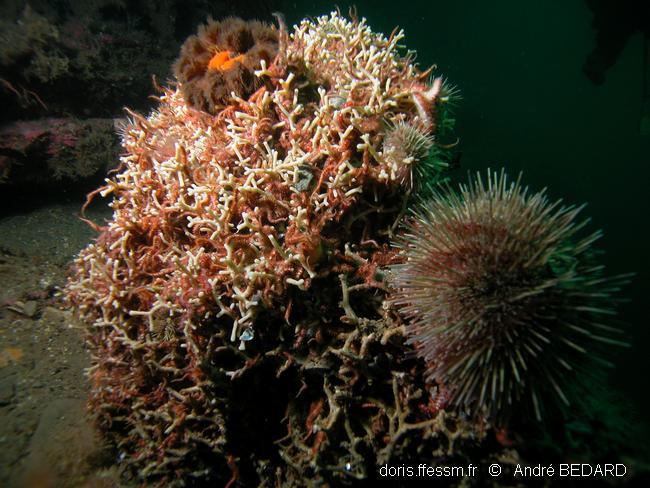 Ophiopholis aculeata | DORIS
