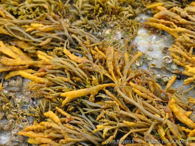 Pelvetia canaliculata | DORIS