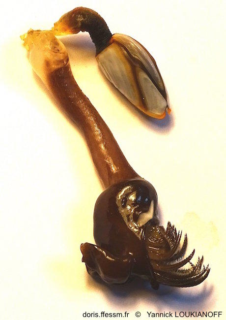 Conchoderma auritum | DORIS