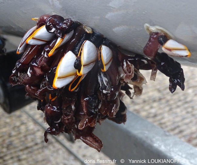 Conchoderma auritum | DORIS