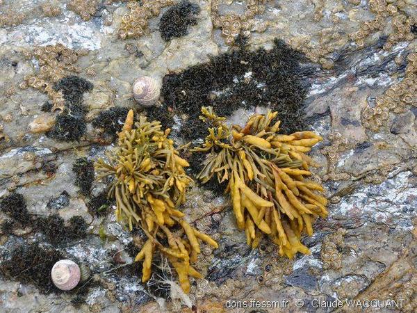 Pelvetia canaliculata | DORIS