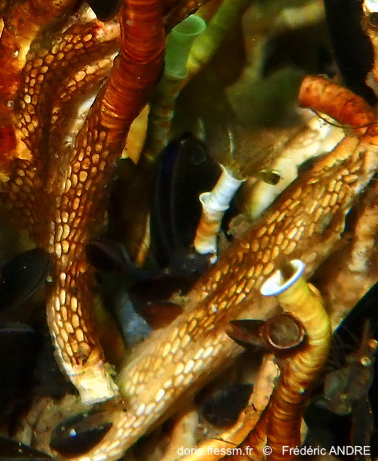 Conopeum seurati | DORIS