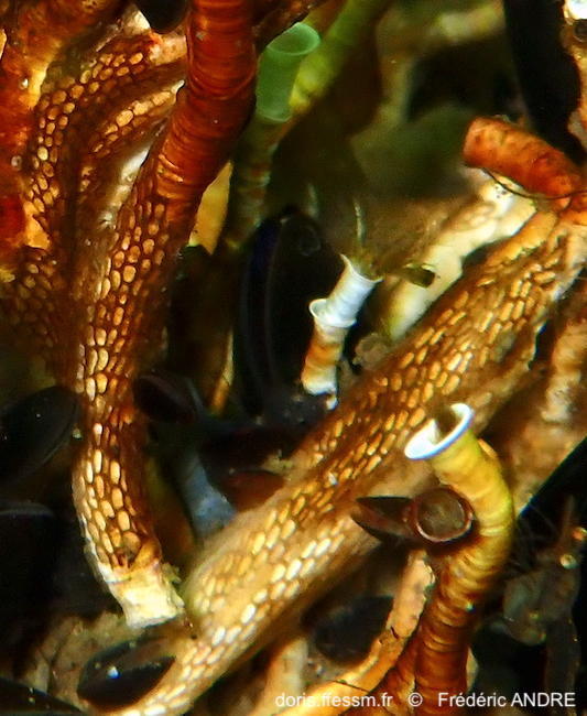 Conopeum seurati | DORIS