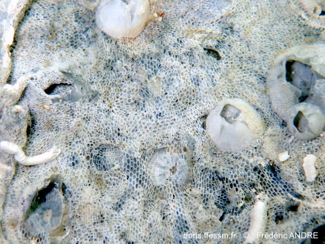 Conopeum seurati | DORIS