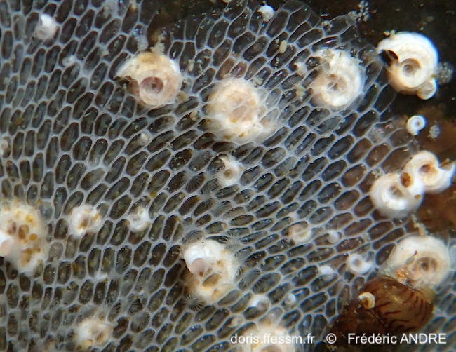 Conopeum seurati | DORIS