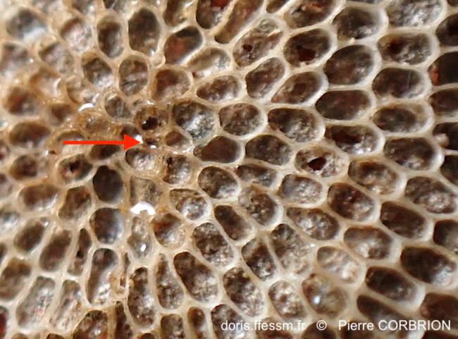 Conopeum seurati | DORIS