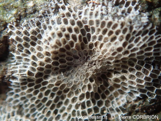 Conopeum seurati | DORIS