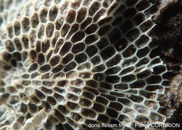 Conopeum seurati | DORIS