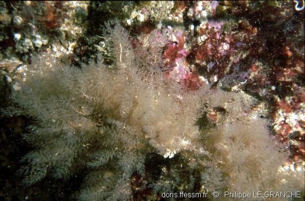 Vesicularia spinosa | DORIS