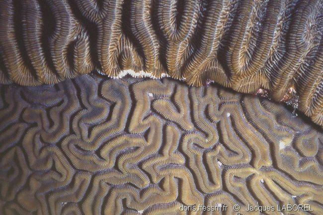 Colpophyllia natans | DORIS