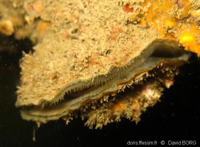 Ostrea edulis | DORIS