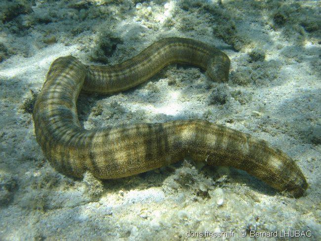 Synapta maculata | DORIS