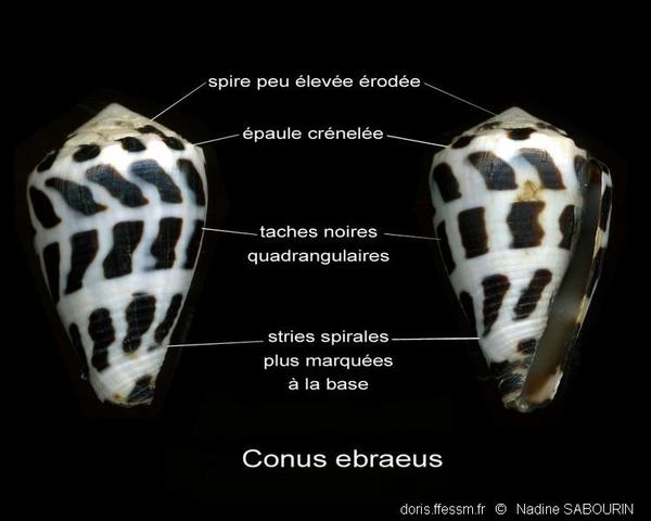 Conus ebraeus | DORIS